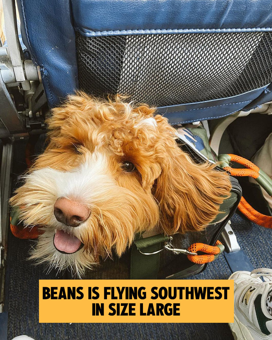 Photos of Dogs Flying with Roverlund Pet Carriers – ROVERLUND