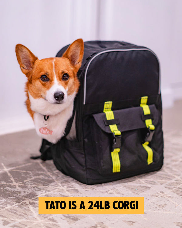 Airline-Compliant Pet Backpack Carrier | For pets up to 25lbs – ROVERLUND